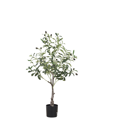 Pokok Viral Hiasan Rumah Pokok SkyBird Pokok Yucca Pokok Eucalyptus ...