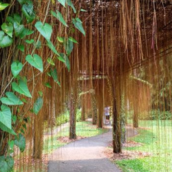 Princess Vine Cutting With Root Pokok Langsir Curtain vine Cissus ...