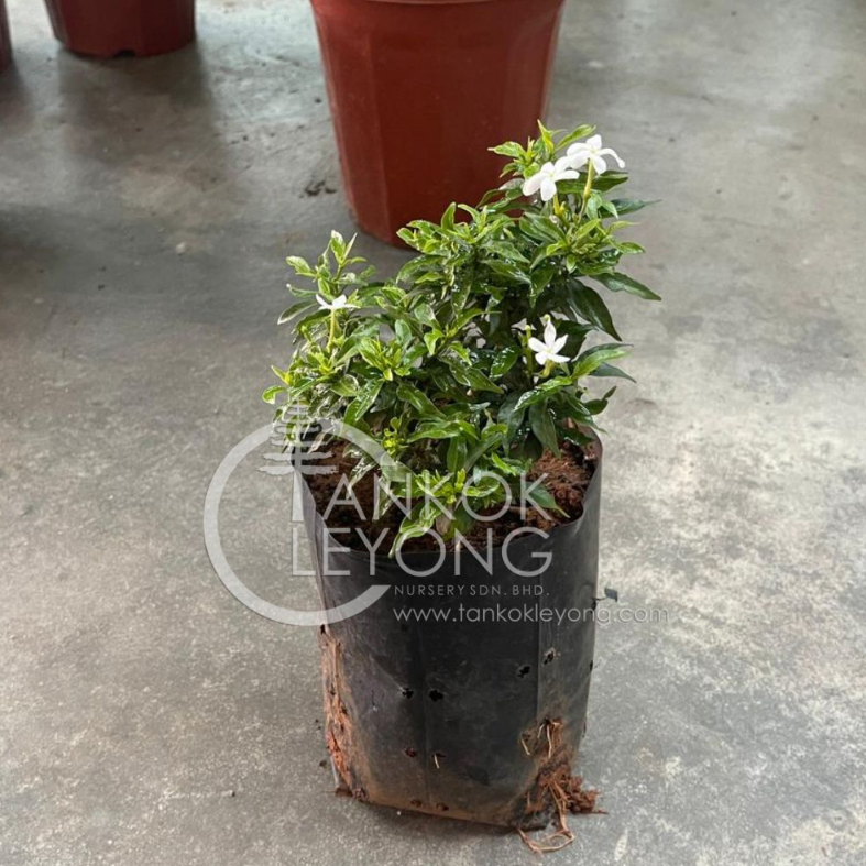 TKL - Tabernaemontana Divaricata Dwarf/Pinwheel Flower Crepe Jasmine ...
