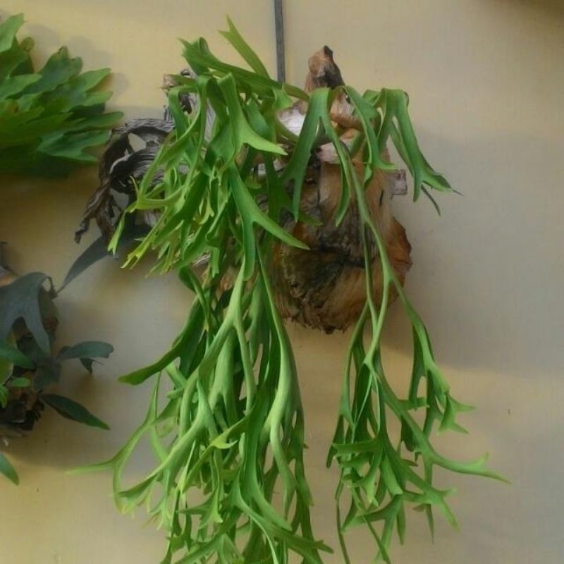 Bunga Tanduk Rusa / Staghorn Rare Plant | Shopee Malaysia