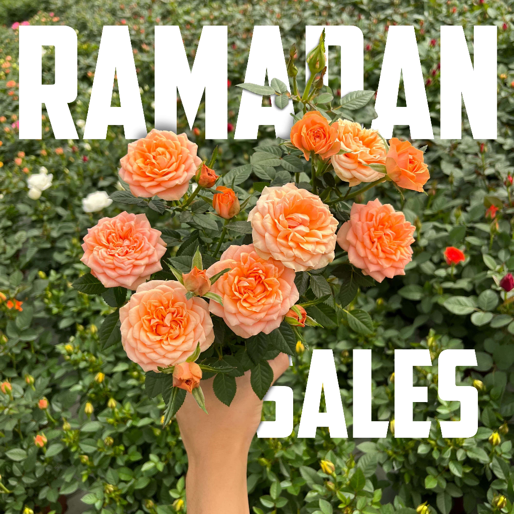 【UnclePot】Cameron Rose Pot Forever 玫瑰 (Live plants)(Denmark Branded ...