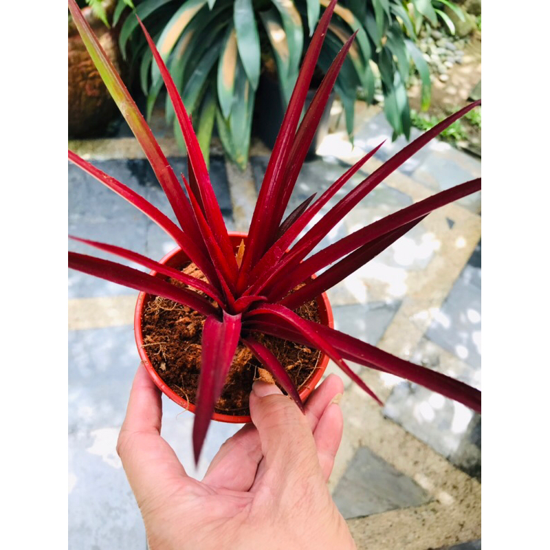 Neophytum Firecrackers ( 積水风梨 / bromeliad ) | Shopee Malaysia