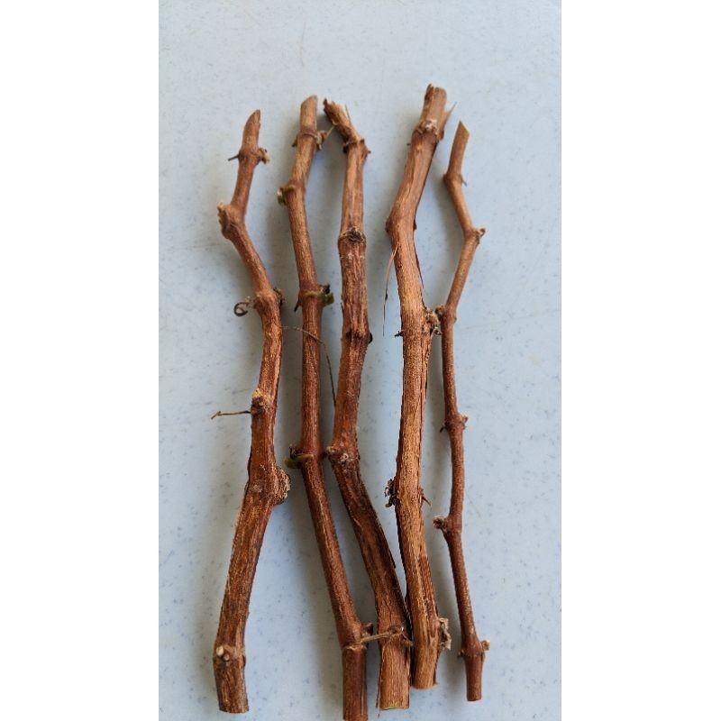 Batang Pokok Anggur Jupiter | Shopee Malaysia