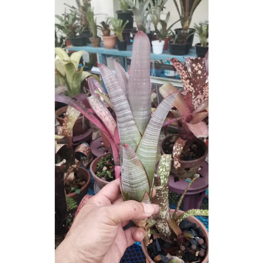 Bromeliad Neoregelia Cruenta Rubra Pup | Shopee Malaysia