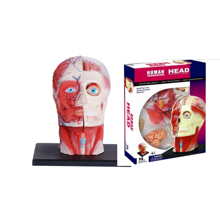 4D MASTER Human Deluxe Human Head Anatomy Model | Shopee Malaysia