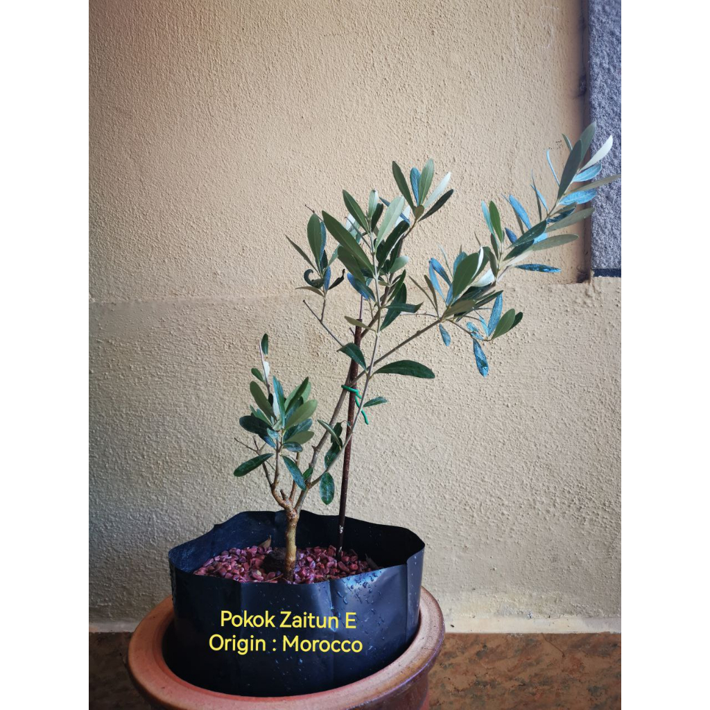Olive Tree Live Plant, Pokok Zaitun Hidup dari Morocco / Maghribi ...