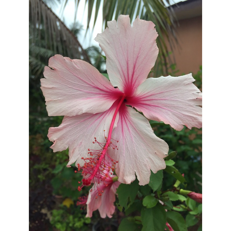 Tawaran 4 Keratan pokok bunga raya Pink Tisu | Shopee Malaysia