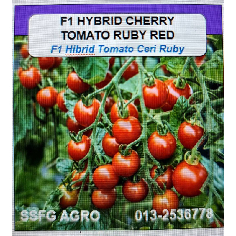 BENIH TOMATO CERI RUBY F1 HIBRID @ TOMATO CHERRY RUBY (30 BIJI ...