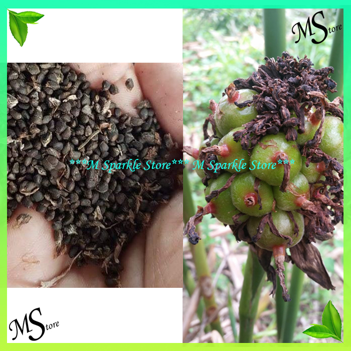 BIJI BENIH POKOK BUNGA KANTAN PINK / BUNGA LAKSA | Shopee Malaysia