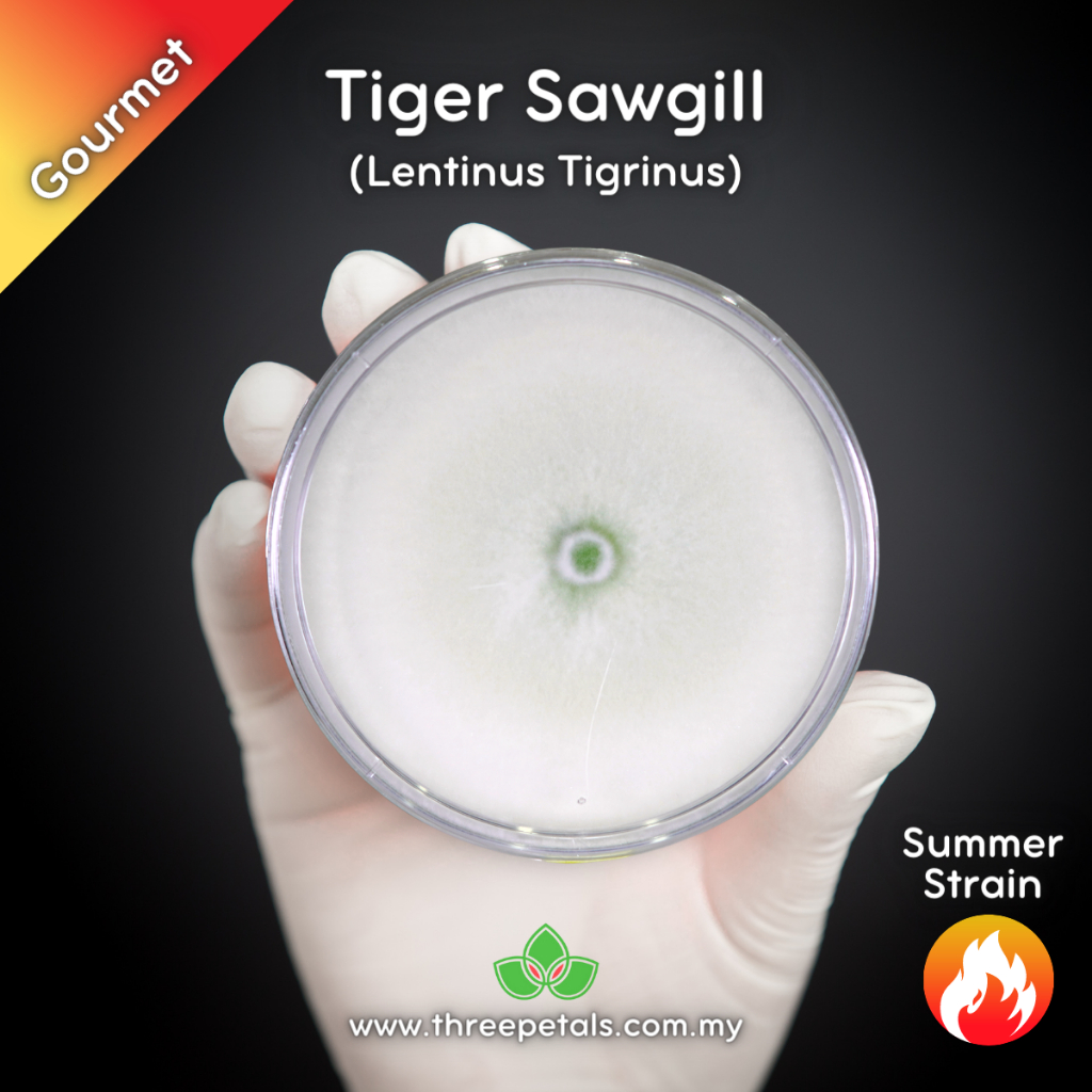 Tiger Sawgill (Lentinus Tigrinus) Live Mycelium Mushroom Culture Spawn ...