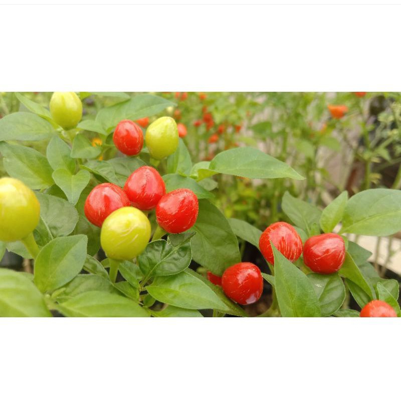 anak pokok cili padi bulat. cantik dan rare.. | Shopee Malaysia