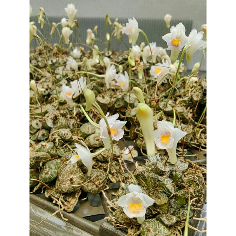 Orchid Conchidium extinctorium (miniature) | Shopee Malaysia