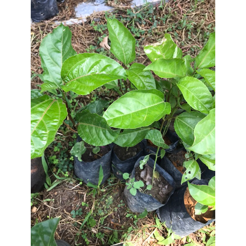 🔥💯Anak Pokok Markisa Kuning/Golden Passion Fruit, Merawat Barah ...