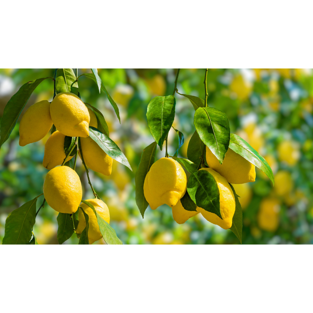 HOT DEALS Anak Pokok Lemon Kuning Austalia Hybrid Sudah Berbuah ...