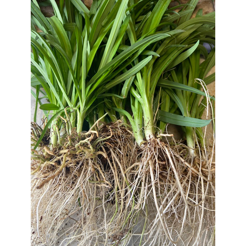 Royale chives plants（青龙菜苗）green dragon chives / kucai daun besar ...