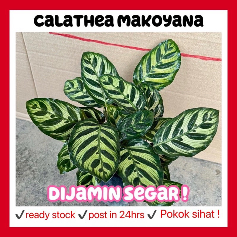 Rina • anak pokok Calathea makoyana • dijamin segar rimbun indoor ...