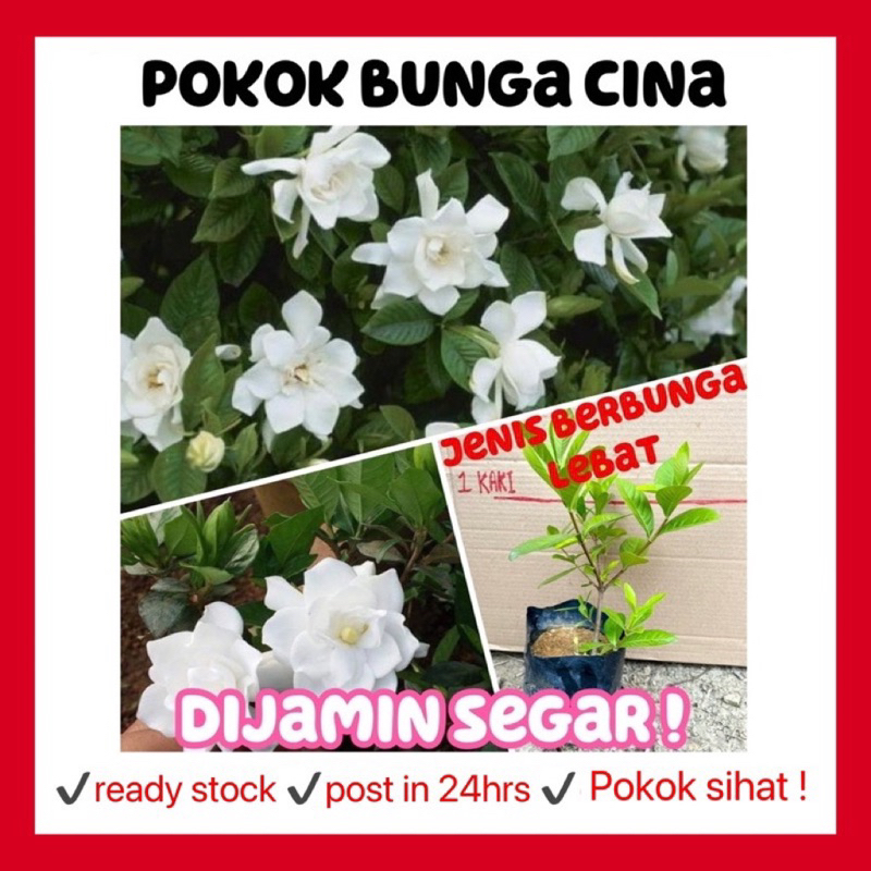 Rina • pokok bunga cina • tumbuhan tanaman hidup hiasan luar rumah ...