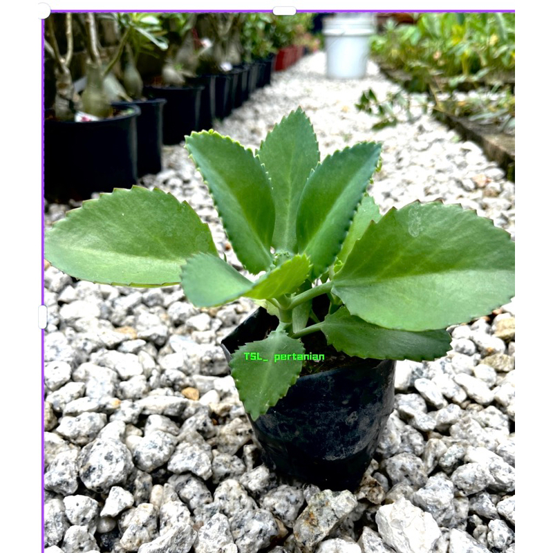 1Pokok（BUY 3 FREE 1 ）Anak Pokok Setawar Kampung / Mother Of Thousands ...