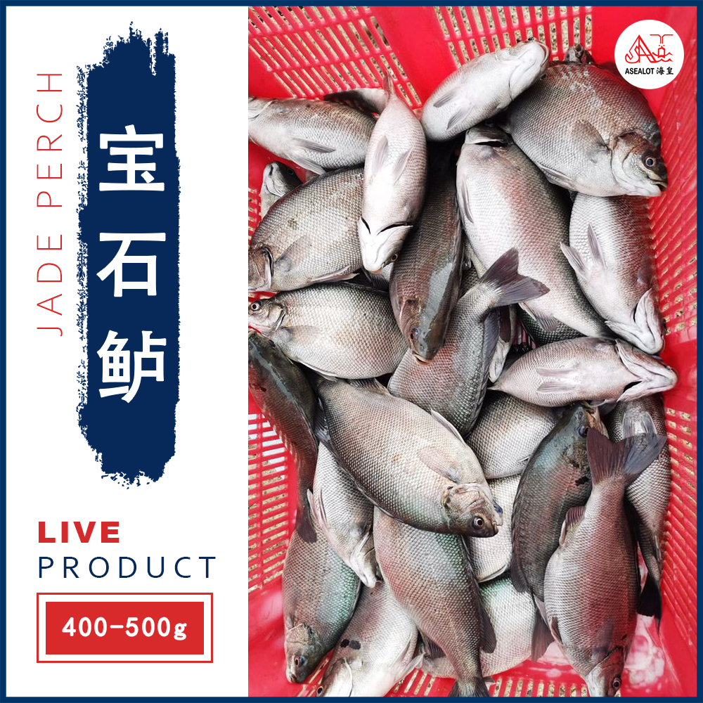 Live Australian Jade Perch | 澳洲宝石鲈鱼 | Shopee Malaysia
