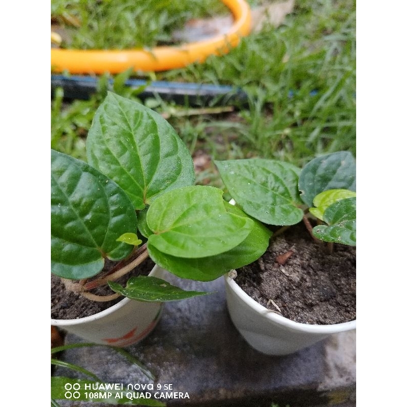 Anak Pokok Sireh Kampung (siap tanam dalam pasu) | Shopee Malaysia