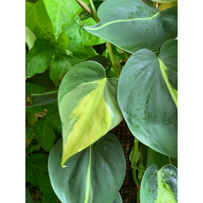 Philodendron Mican/Brazil Indoor Plant | Shopee Malaysia