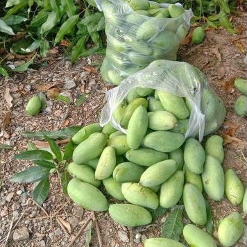 Mangga Sala,masam manis | Shopee Malaysia