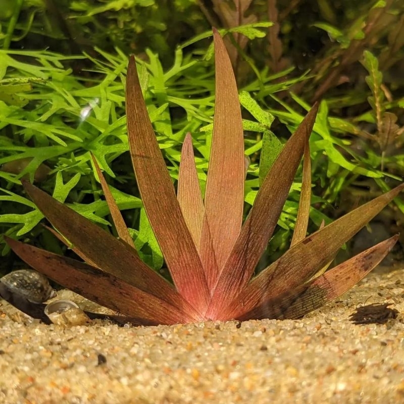 Xyris sp.red "rare plants"(1clump,submersed form) aquatic plants ...