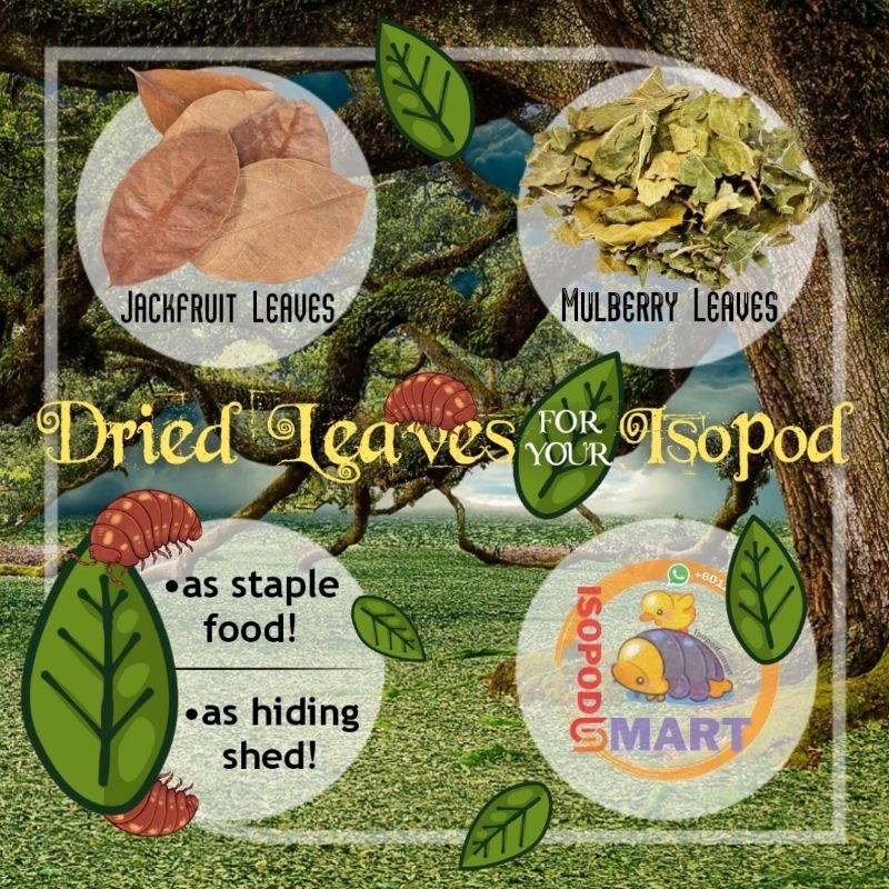 [Ready Stock] Dried Leaves for Isopods / 50g Isopod Staple Food ...