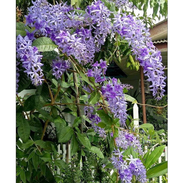 pokok bunga sandpaper vine purple Real Live Plant | Shopee Malaysia