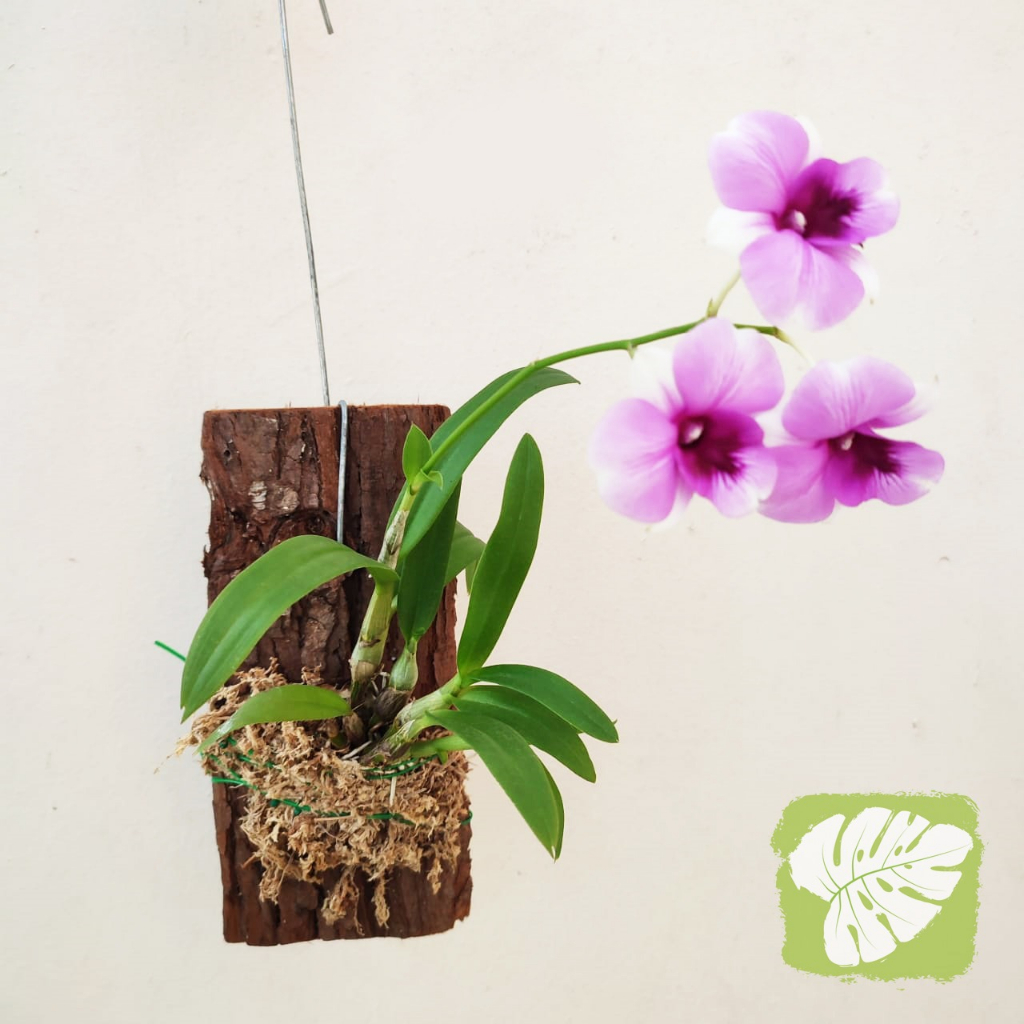 Wood Board for Mounting Plants Orchid Board Platycerium/Staghorn/Fern ...