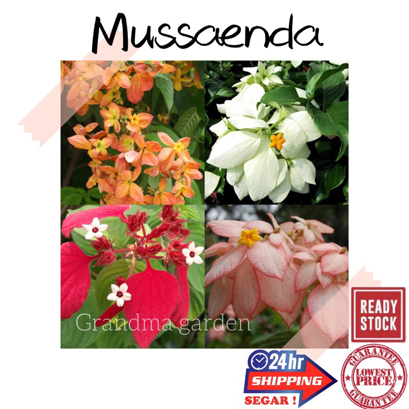 (GG real plant)mussaenda ^ bunga janda kaya putih mussaenda dona pokok ...