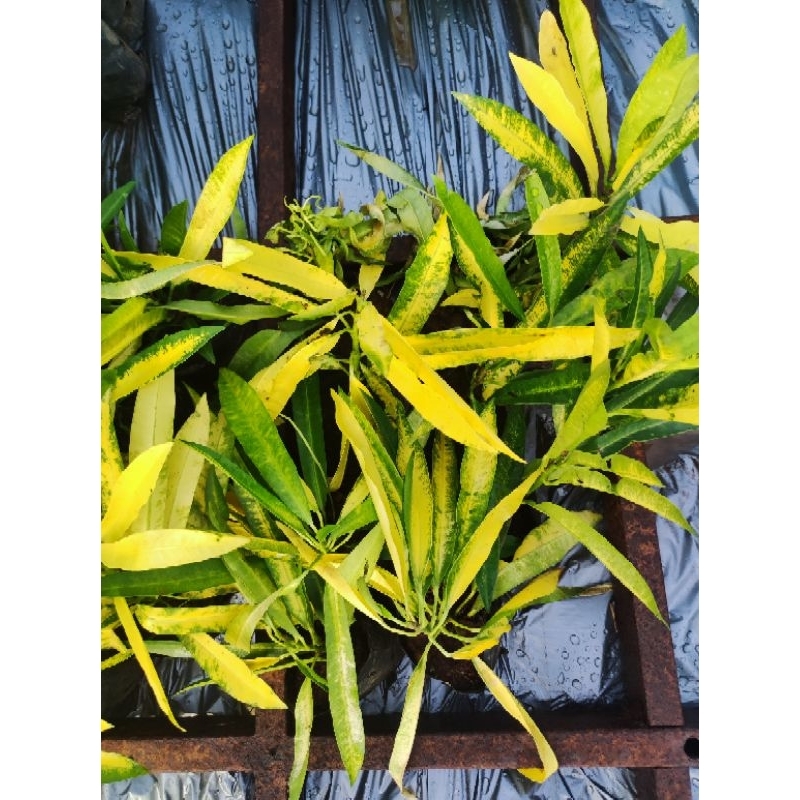 Anak pokok puding daun kuning | Shopee Malaysia