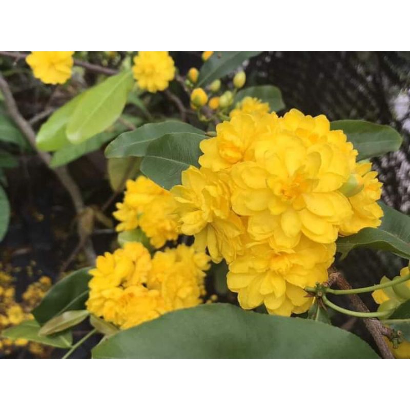 KKB Ochna integerrima, Yellow Mai Tree, Yellow Apricot Flower | Shopee ...
