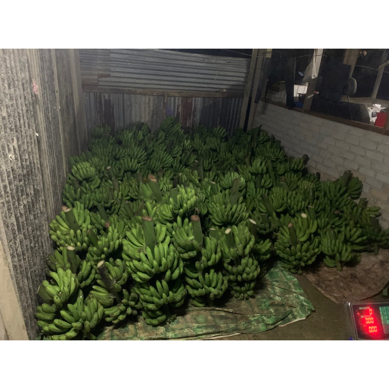 benih sulur pisang berangan | Shopee Malaysia