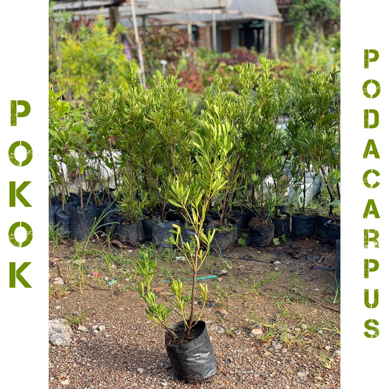 Pokok Podacarpus (live plant) thai murah | Shopee Malaysia