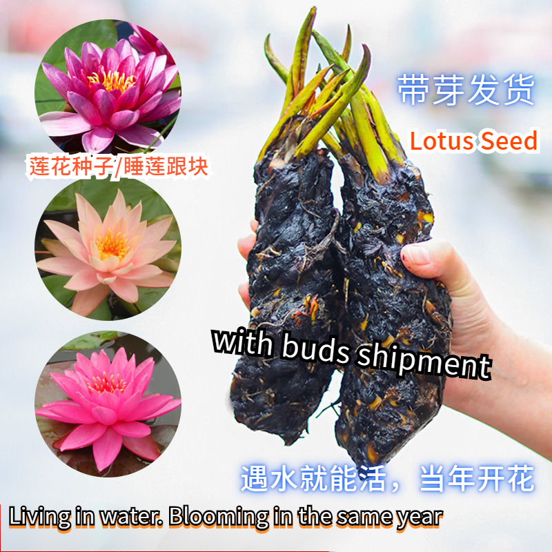 Water lily with buds hydroponic lotus Large seed potted hydroponic ...