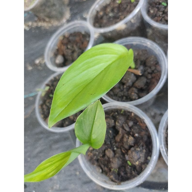 Anak pokok ulam temu lawak | Shopee Malaysia