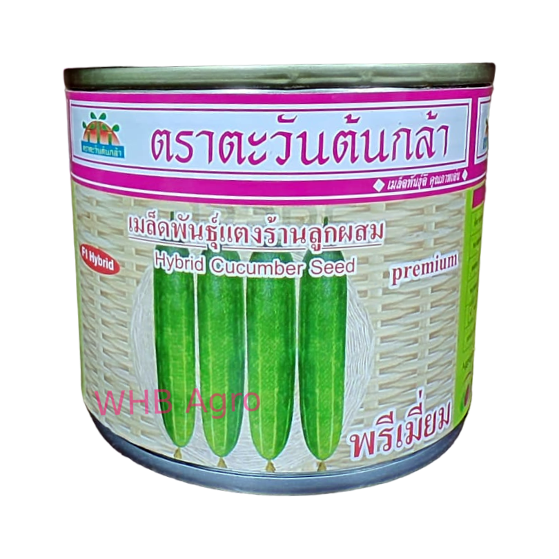 Benih Timun Thailand F1 Hybrid Cucumber Seed Premium - ( 50g ) 👍 💯 ...