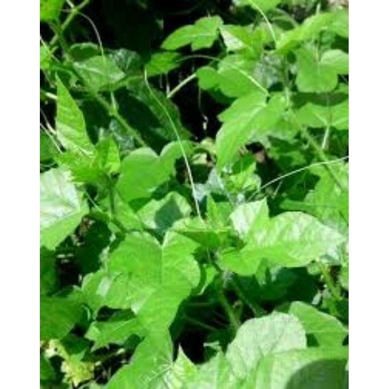 Daun pokok letup-letup/ulat bulu menjalar Passiflora foetida 50 gram ...