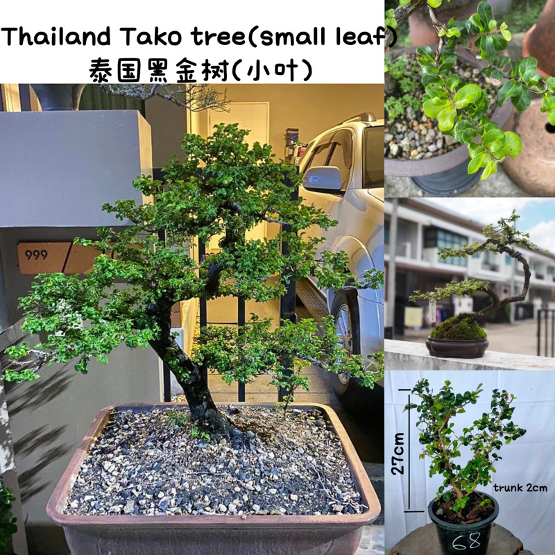 Thailand Tako tree(small leaf) 泰国黑金树(小叶) (盆栽/bonsai plant/live plant ...