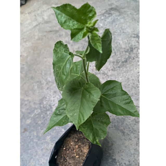 POKOK LETUP KELAMBU / POKOK ULAT BULU | Shopee Malaysia