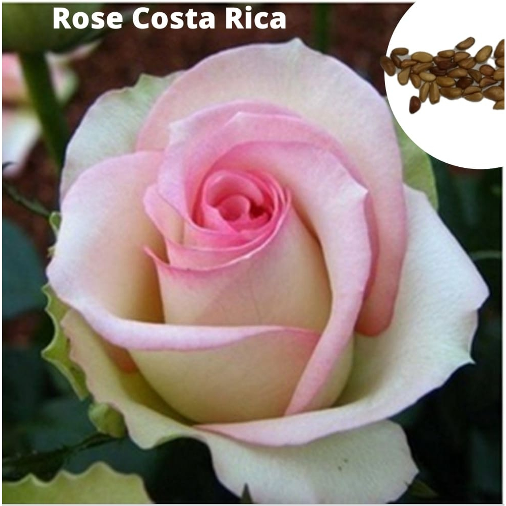 Biji Benih Bunga 50pcs Mawar Rose water Flower Garden Plant Seeds ...