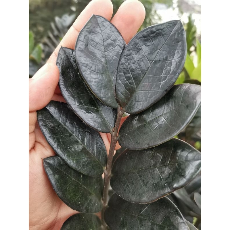 🤪CRAZY SALES 🤪👉LELONG TIME /Zamioculcas Black / Zamia plants /Zz Plants ...