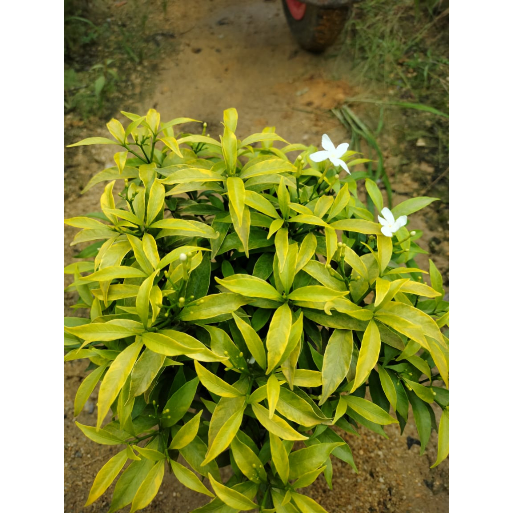 Jasmine / Jeliti daun kuning # bunga puteh # Jasmine Thai Bosai Pokok Hiasan | Shopee Malaysia