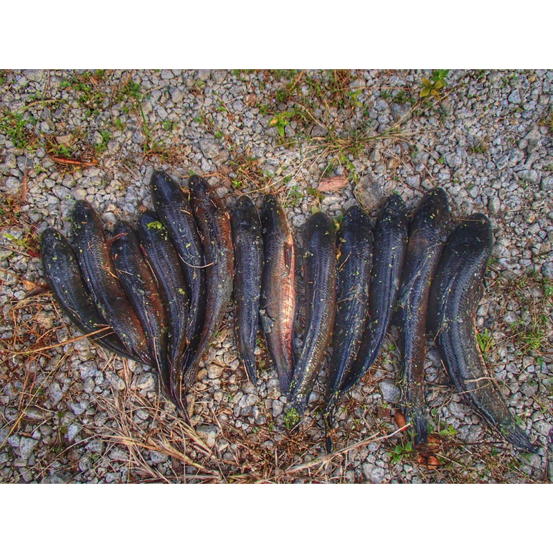 HARUAN sawah fresh frozen ( Isi Haruan tanpa tulang Belakang) | Shopee ...