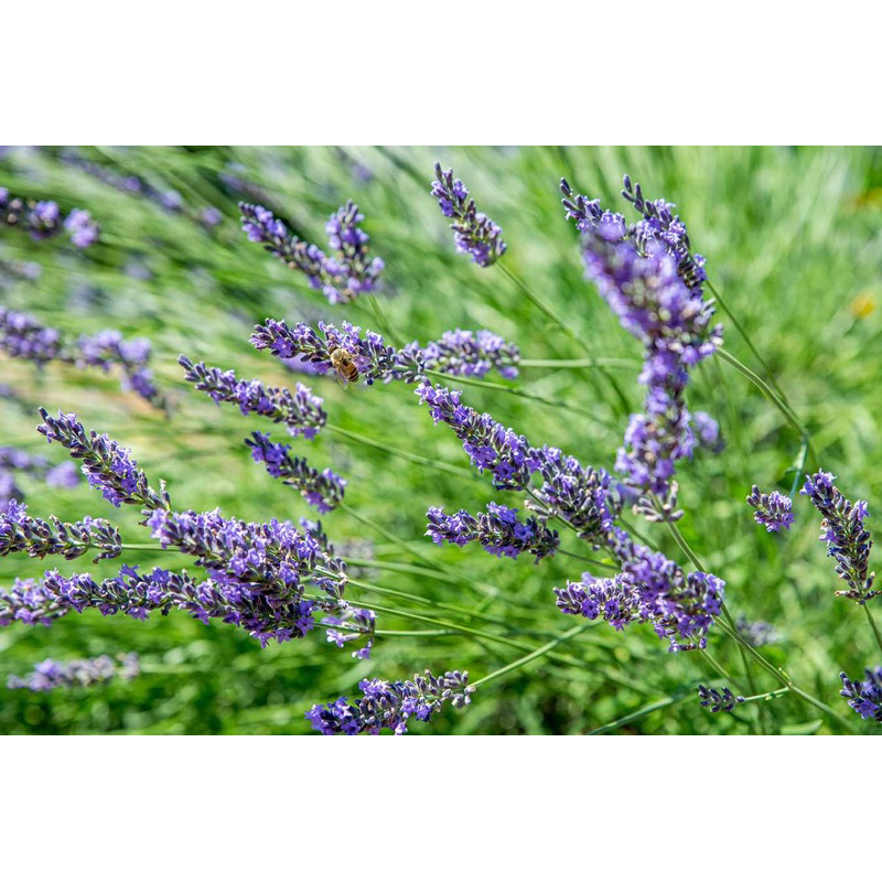 Lavender real live outdoor plant 薰衣草 anak pokok hidup hiasan rumah ...