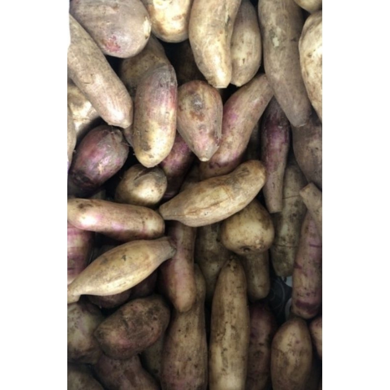 Yacon/Ubi Yakon Original Cameron Highlands(1kg) | Shopee Malaysia