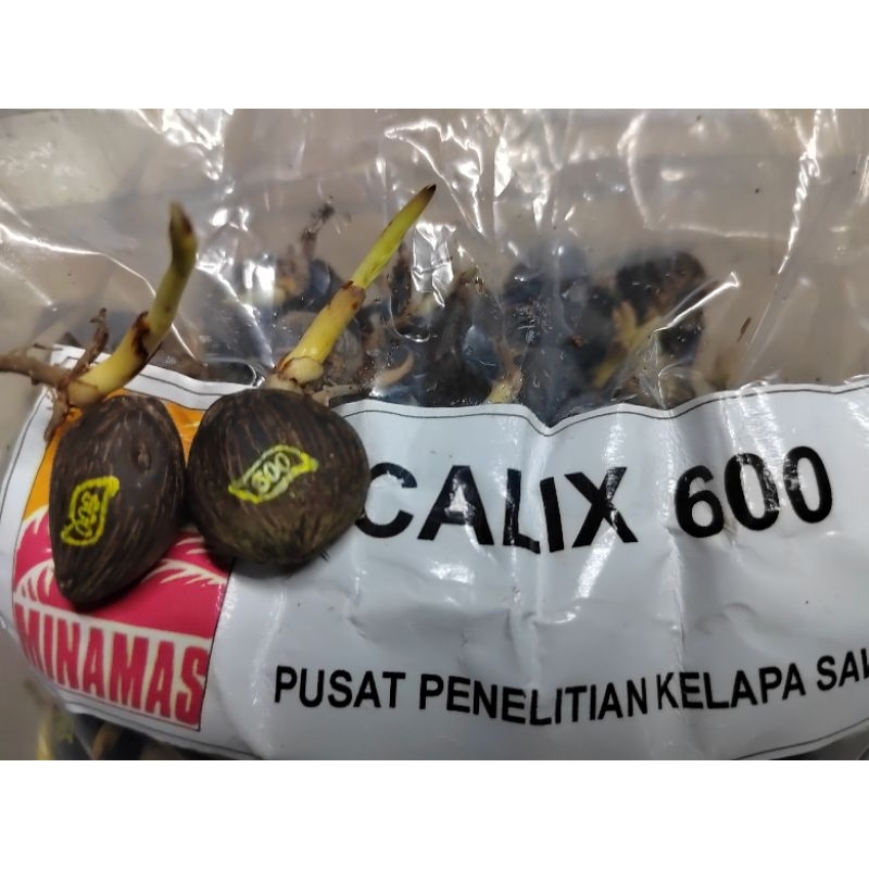 benih sawit CALIX 600 (50 BIJI) | Shopee Malaysia