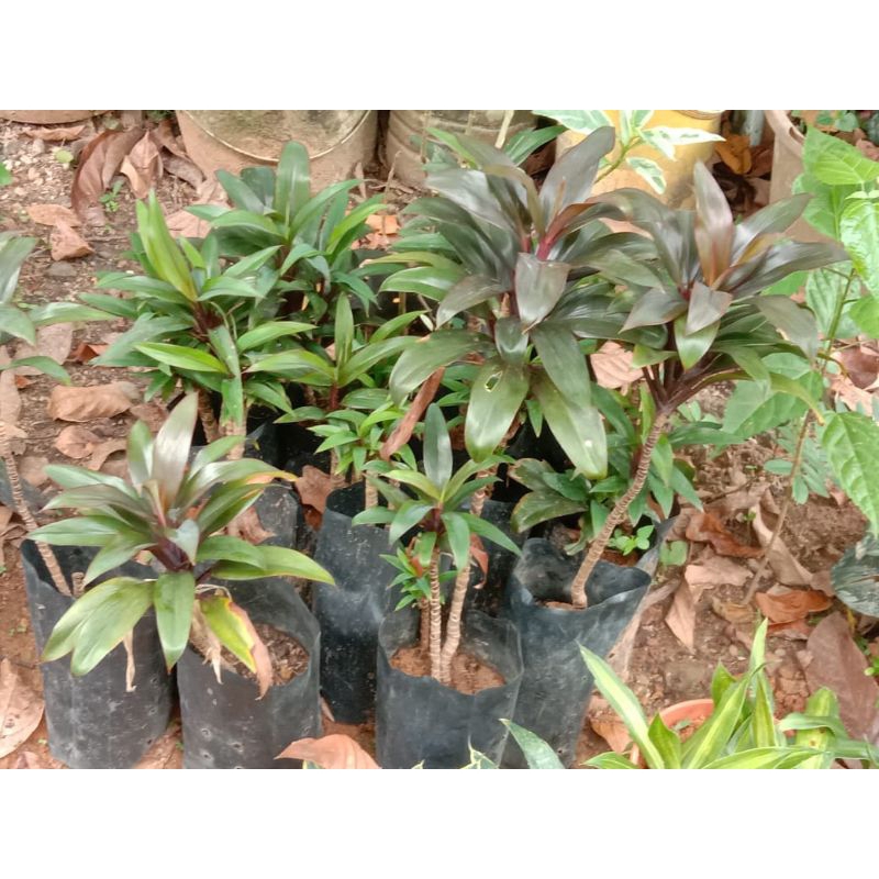 Pokok Jenjuang Katik Dalam Polybag | Shopee Malaysia