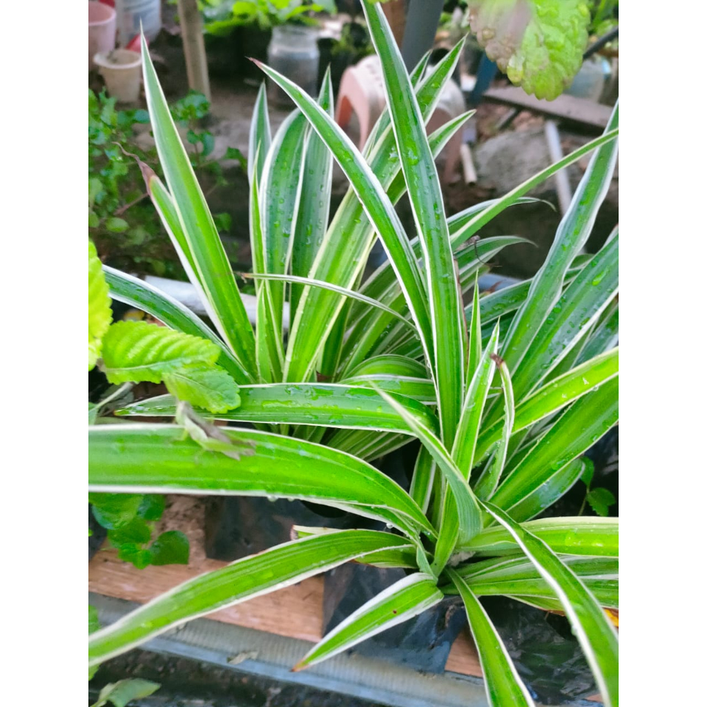 Pokok Spider Plant/Pokok Lidah Ayam (Chlorophytum Comosum)(Anak Pokok ...